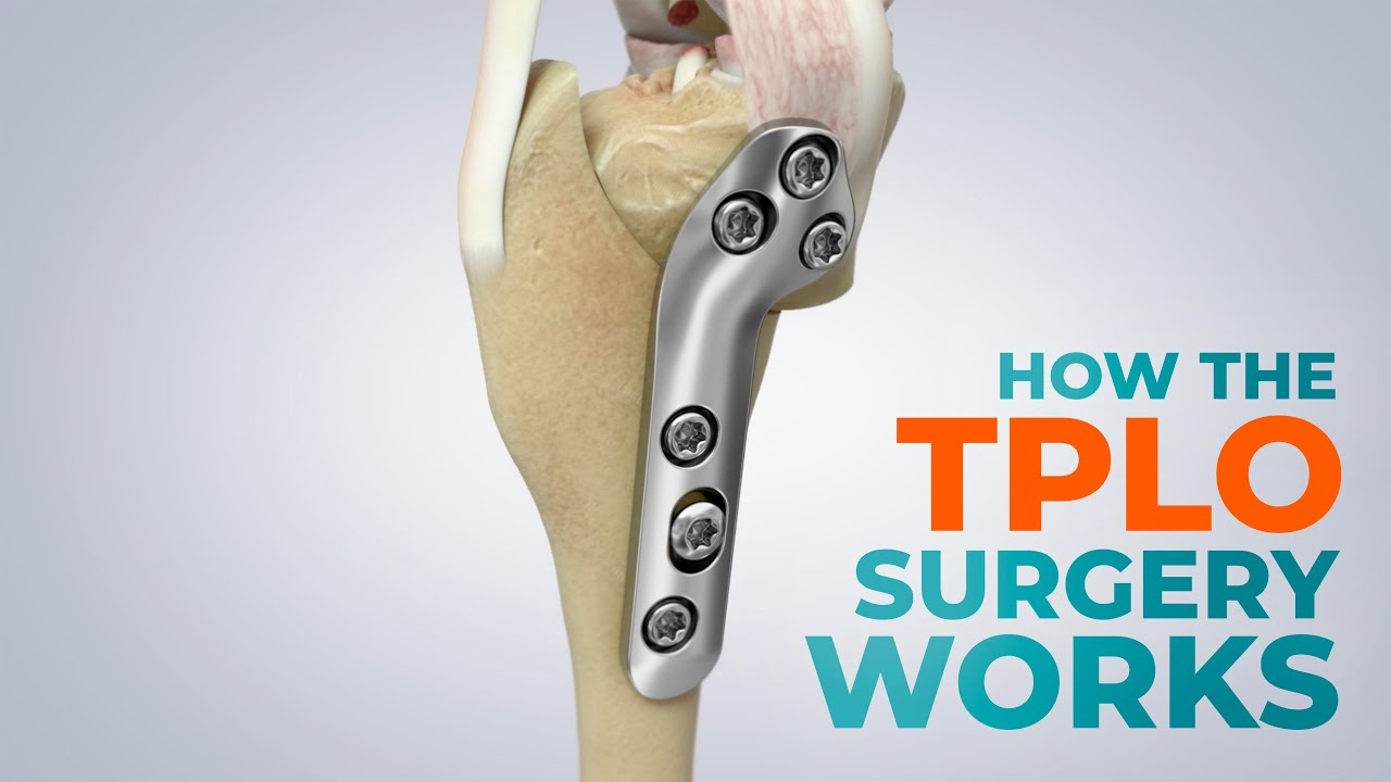 Low Cost TPLO Surgery San Diego, San Marcos Blvd. Vet